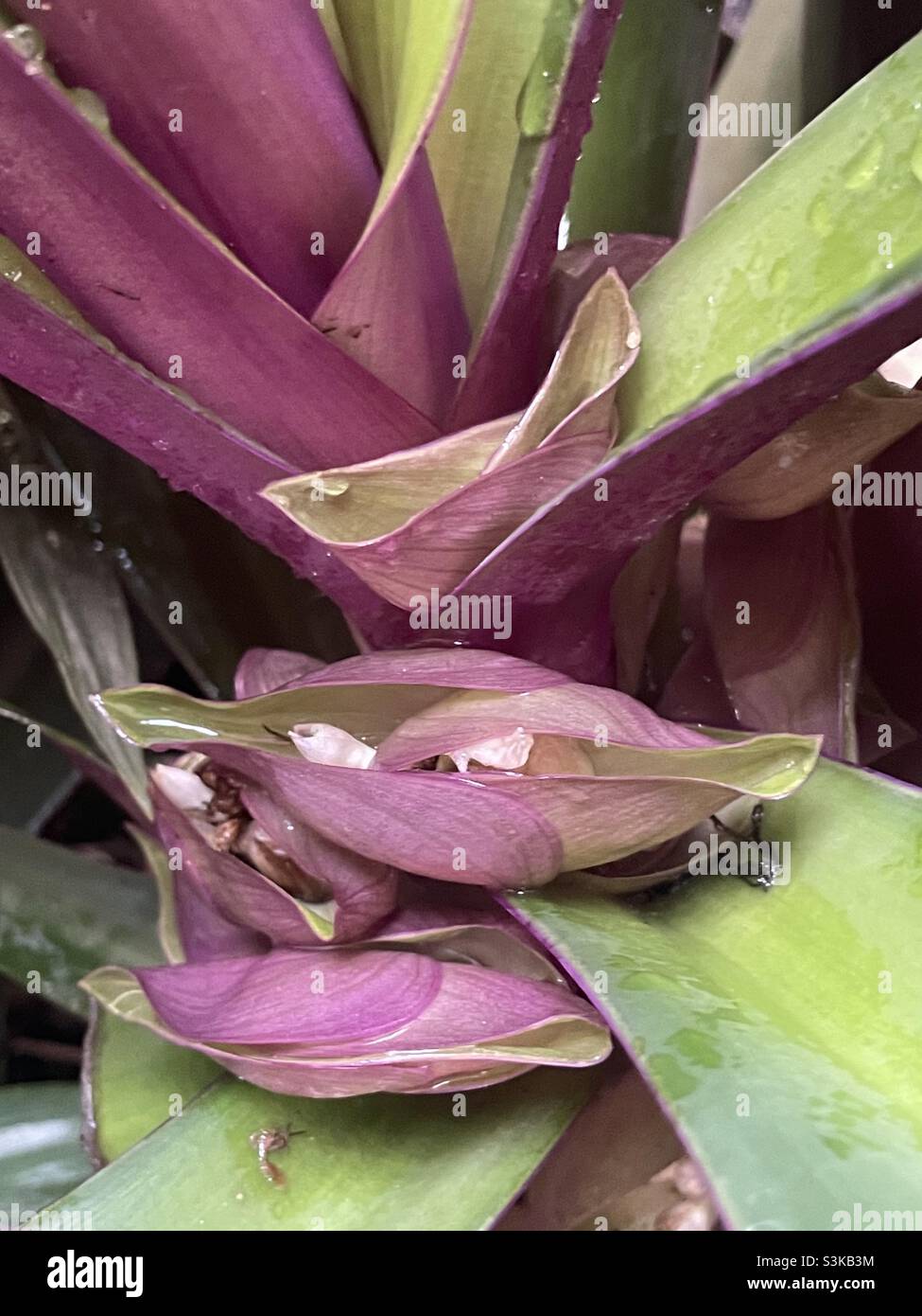 Rhoeo spathacea is a medicinal and herbal plant which is easily grown ...