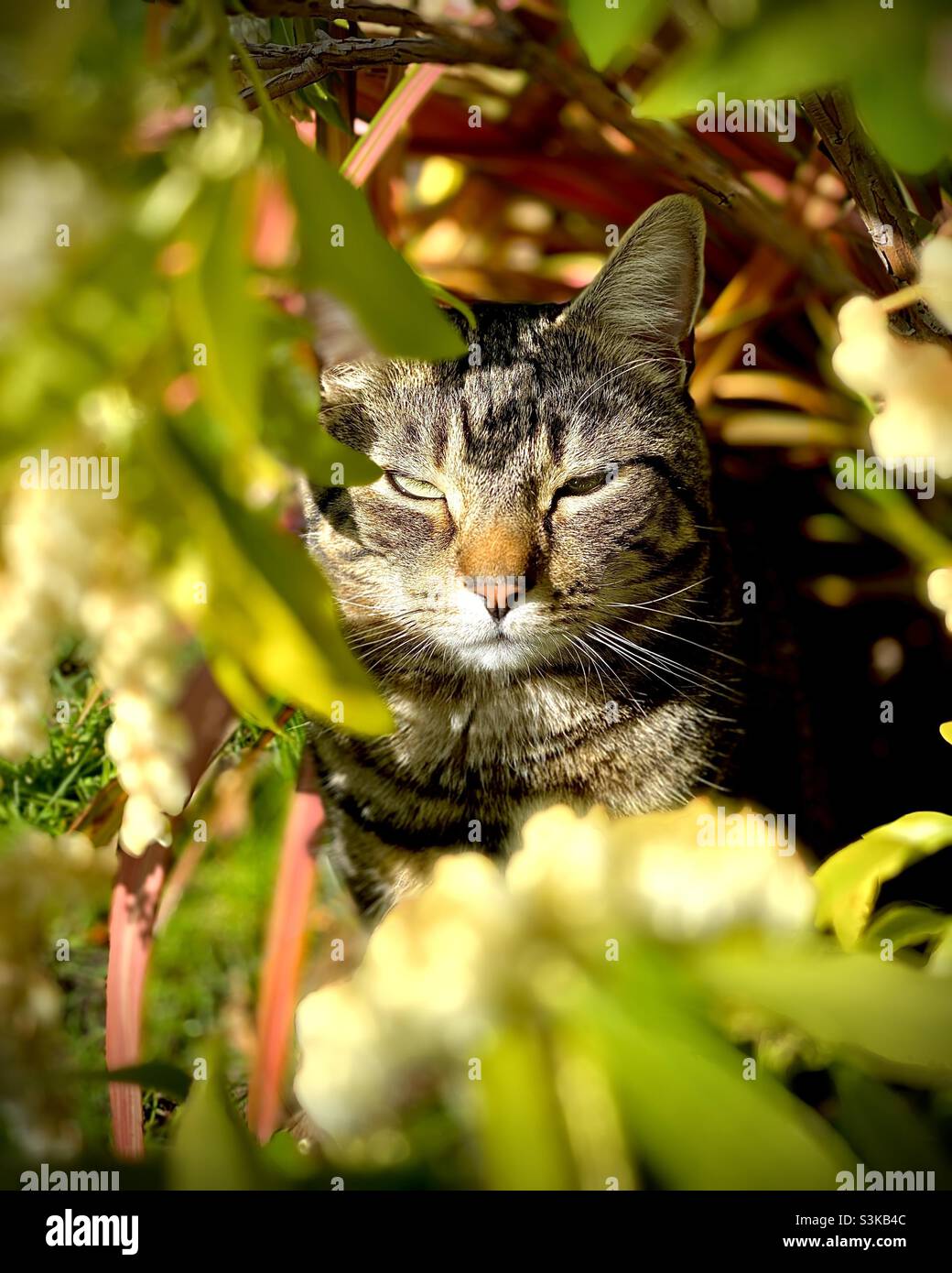 Brooks the cat Stock Photo - Alamy