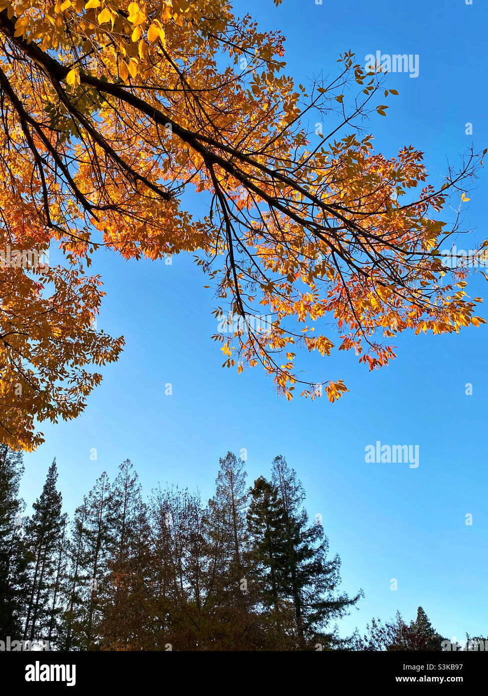 Fall ash leaves backlit Stock Photo - Alamy