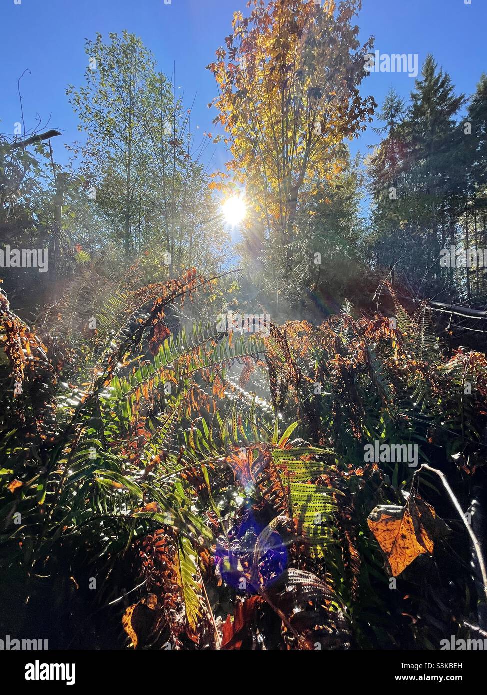 The warmth of the sun evaporating the morning dew on a cold autumn ...