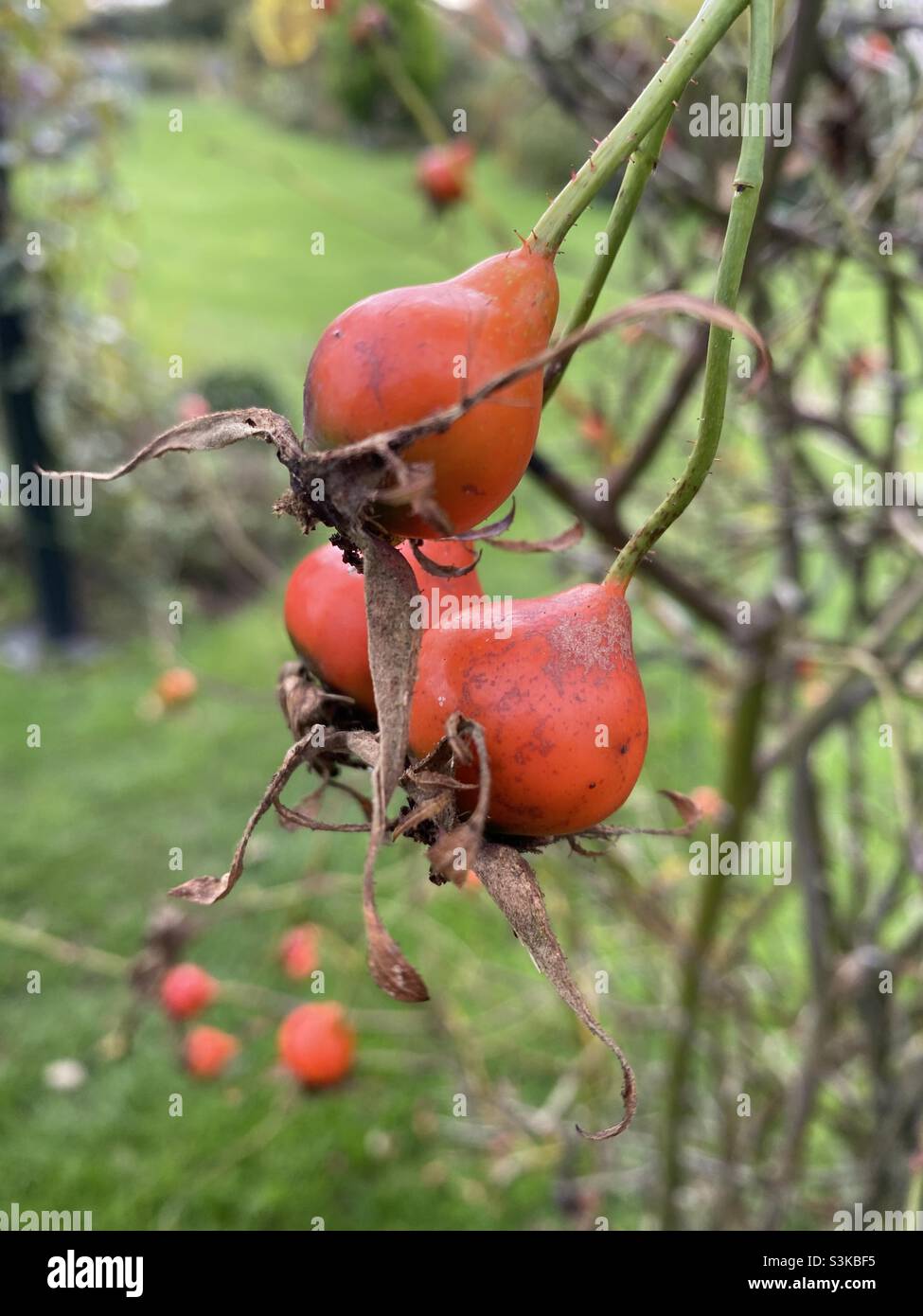 Close up rose climber stem hi-res stock photography and images - Alamy