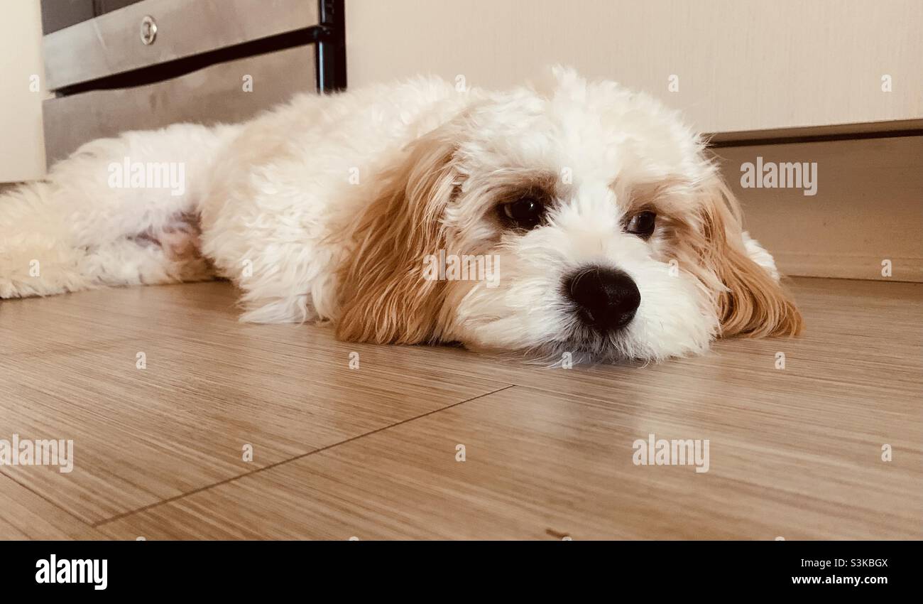 How Big Is A Full Grown Cavachon