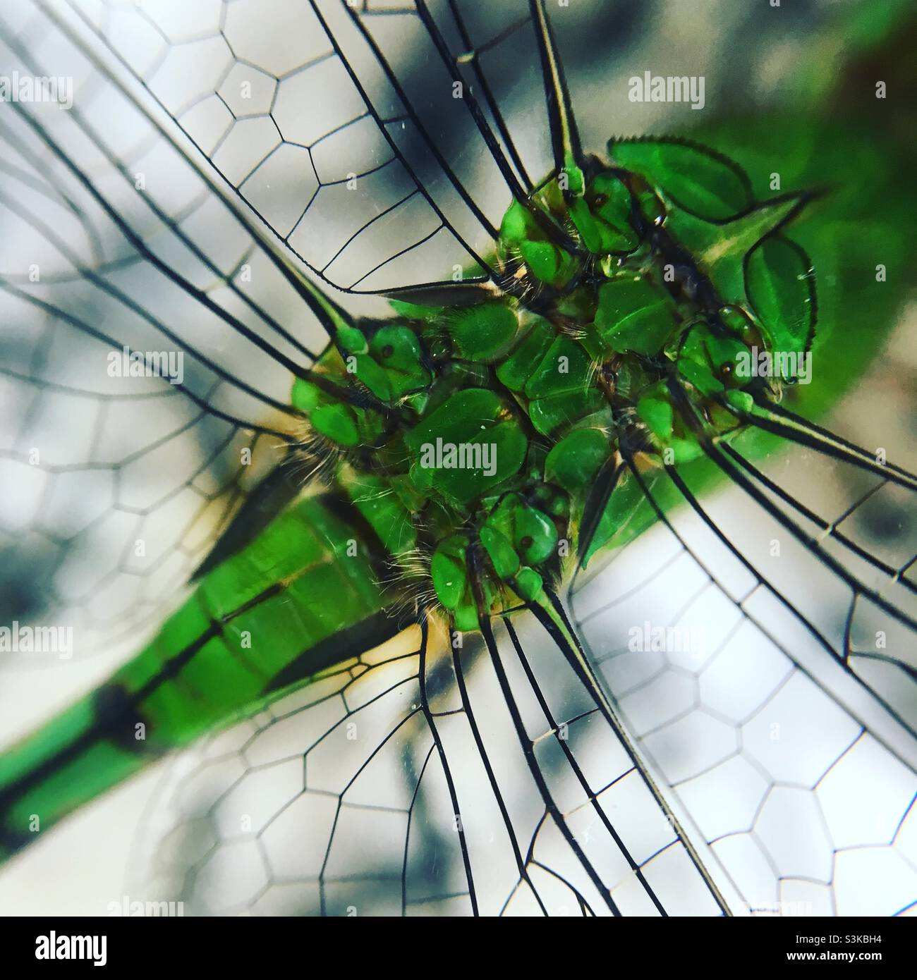 Wings structure hi-res stock photography and images - Alamy