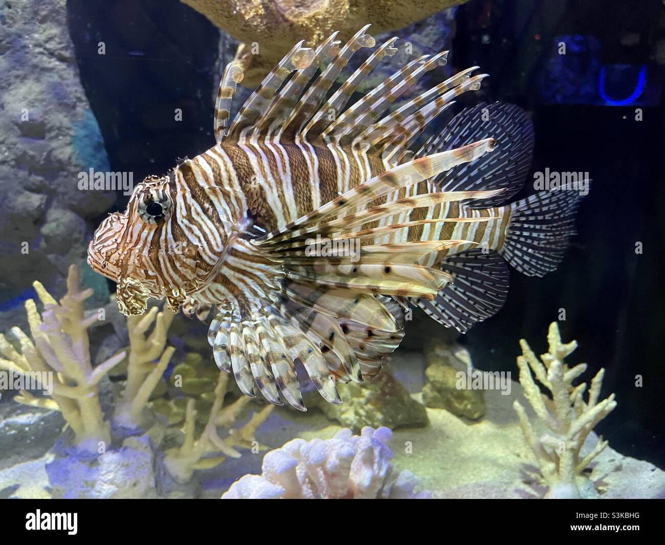 Dangerous poison invasive Lion fish Stock Photo - Alamy