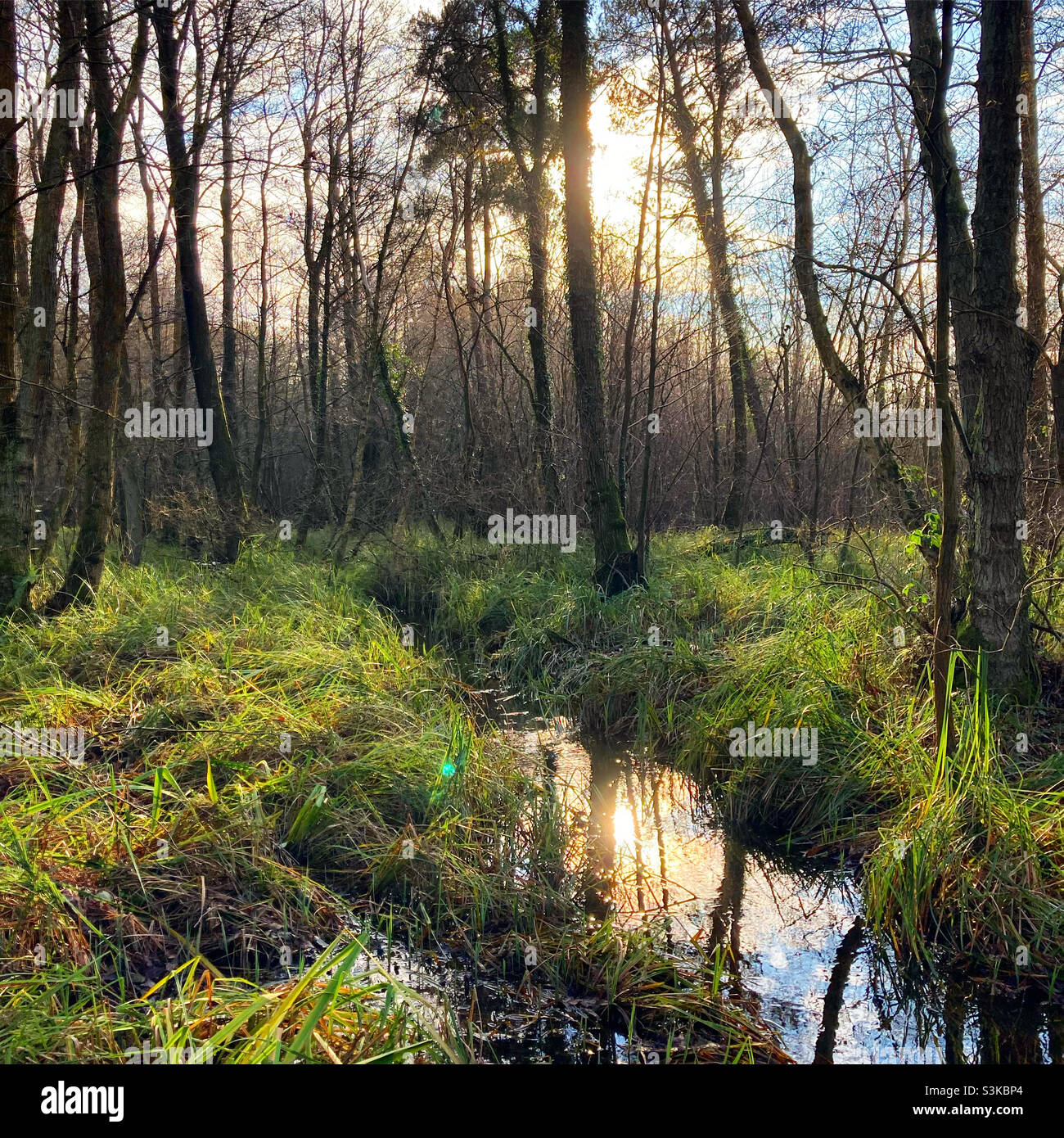 Pond wetlands hi-res stock photography and images - Alamy