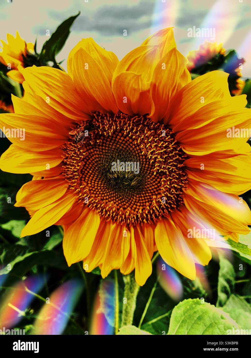 Sunflower rays hi-res stock photography and images - Alamy