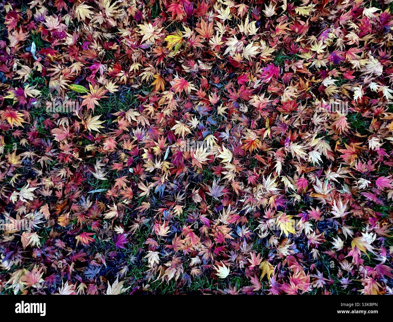 Plethora of colours hi-res stock photography and images - Alamy