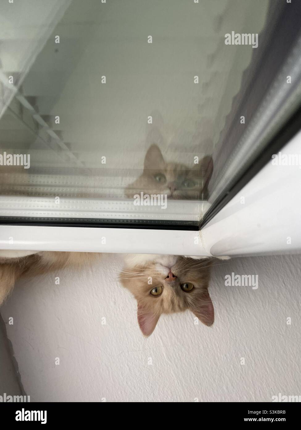 Cat in window Stock Photo - Alamy
