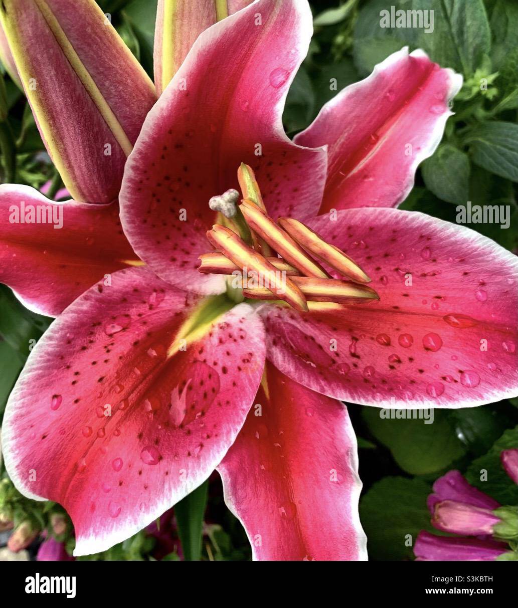 Reddish pink Lily from Indiana Stock Photo - Alamy