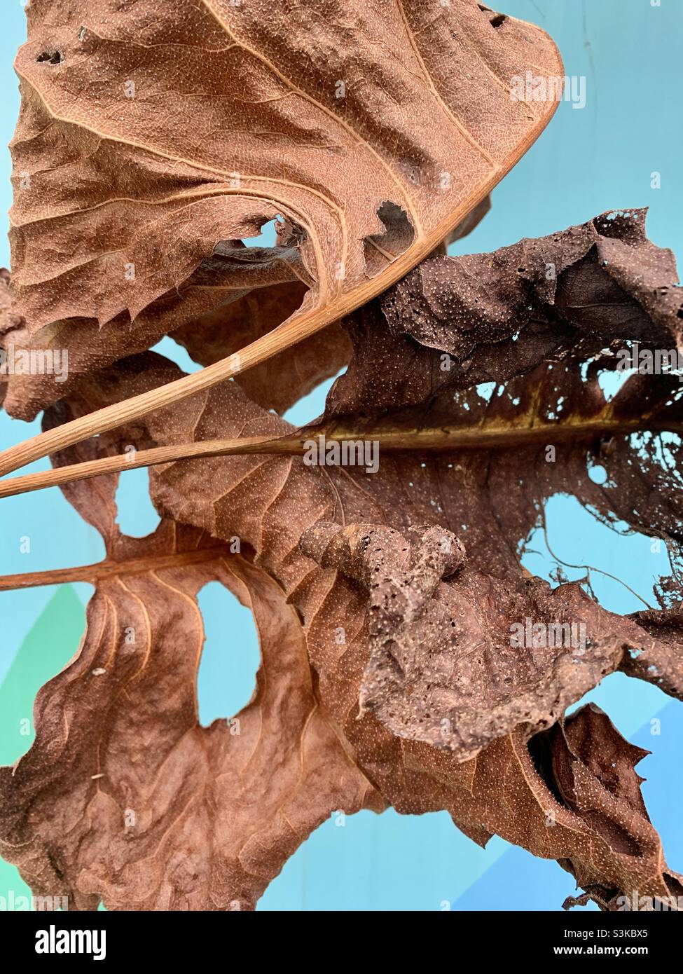 Dead autumn leaves on a teal background Stock Photo - Alamy