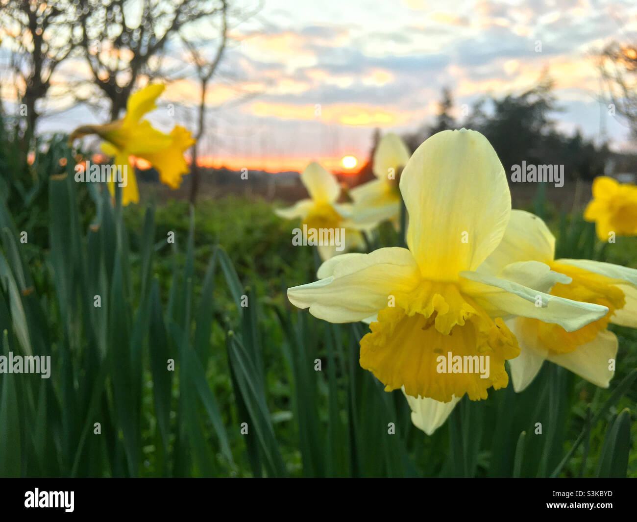 Fields of daffodils hi-res stock photography and images - Alamy