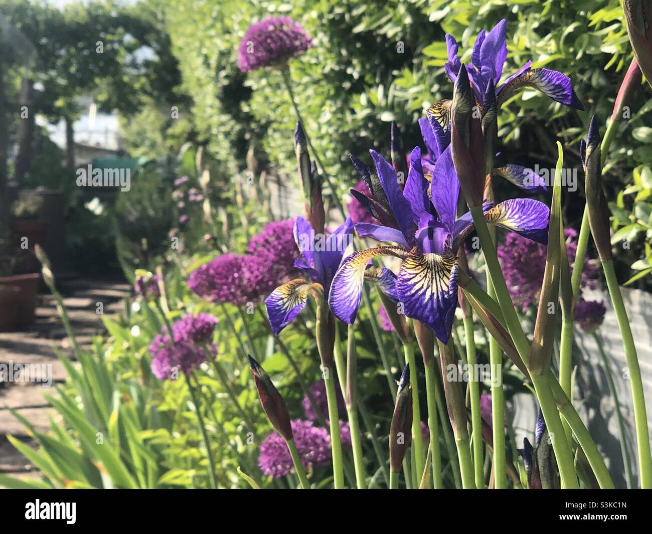 Sunny flower border hi-res stock photography and images - Alamy