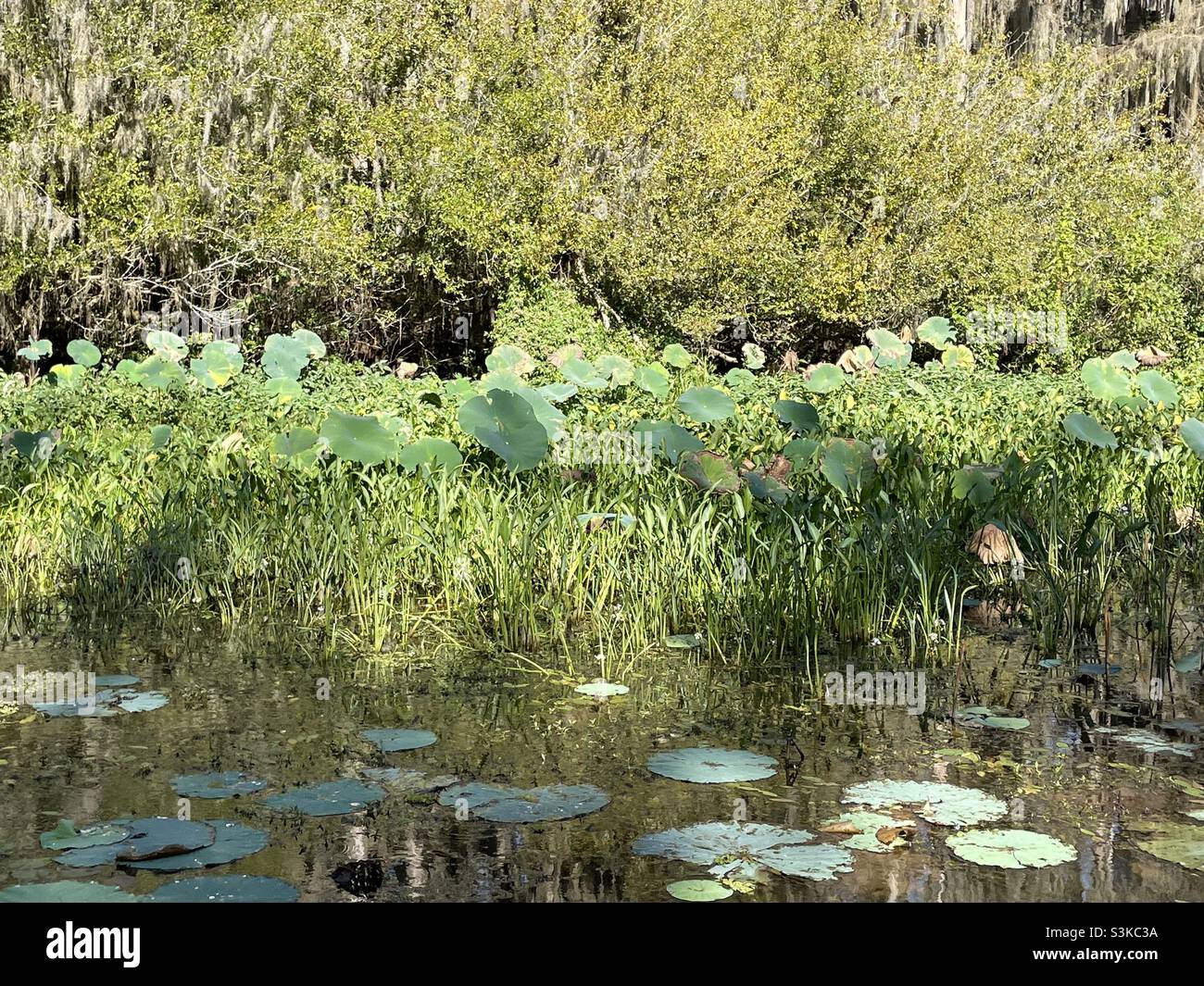 Lily_pads hi-res stock photography and images - Alamy
