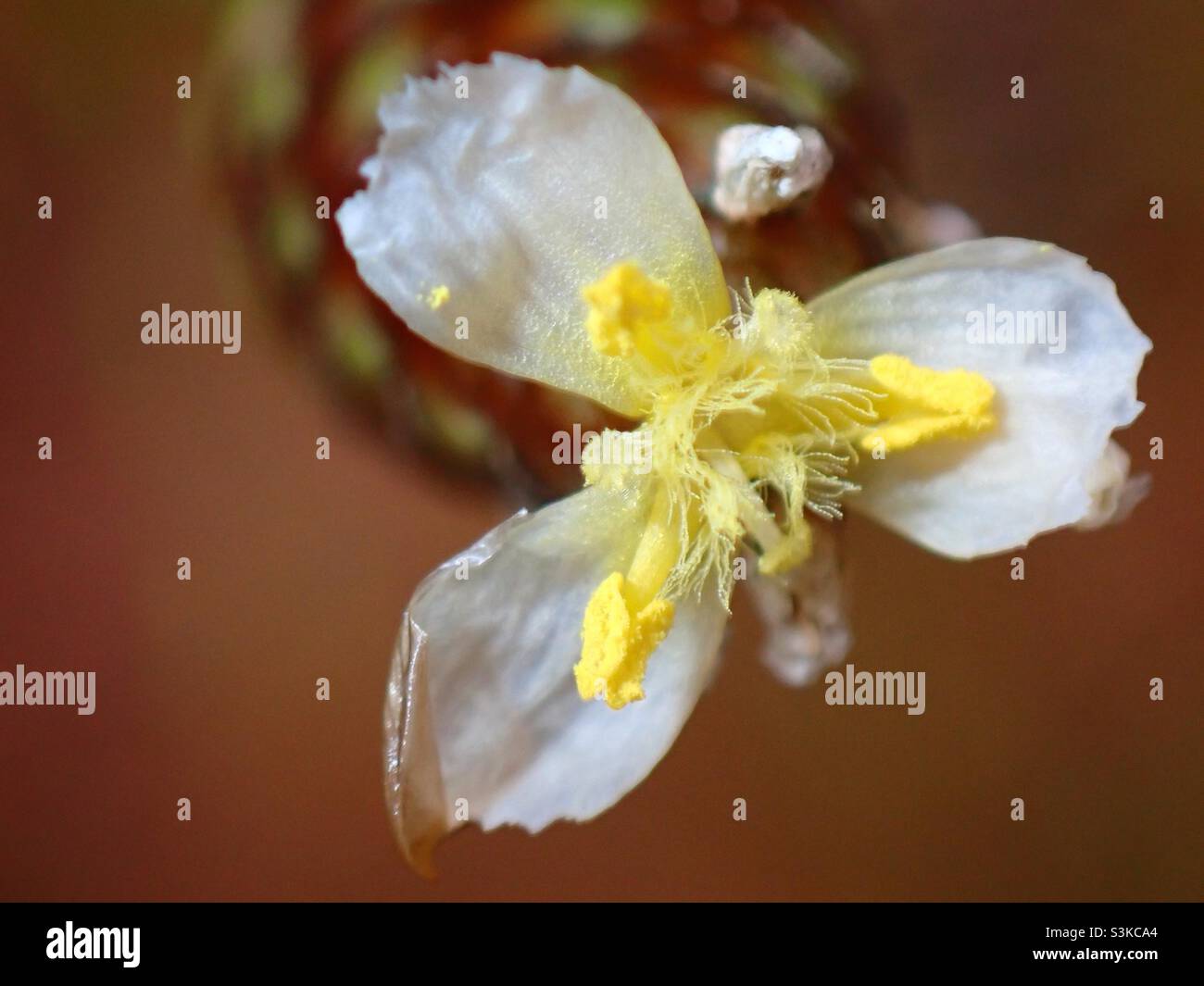 Wild native plants Stock Photo - Alamy