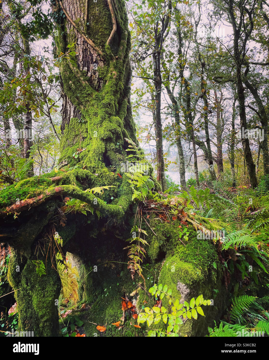 Winding roots hi-res stock photography and images - Alamy
