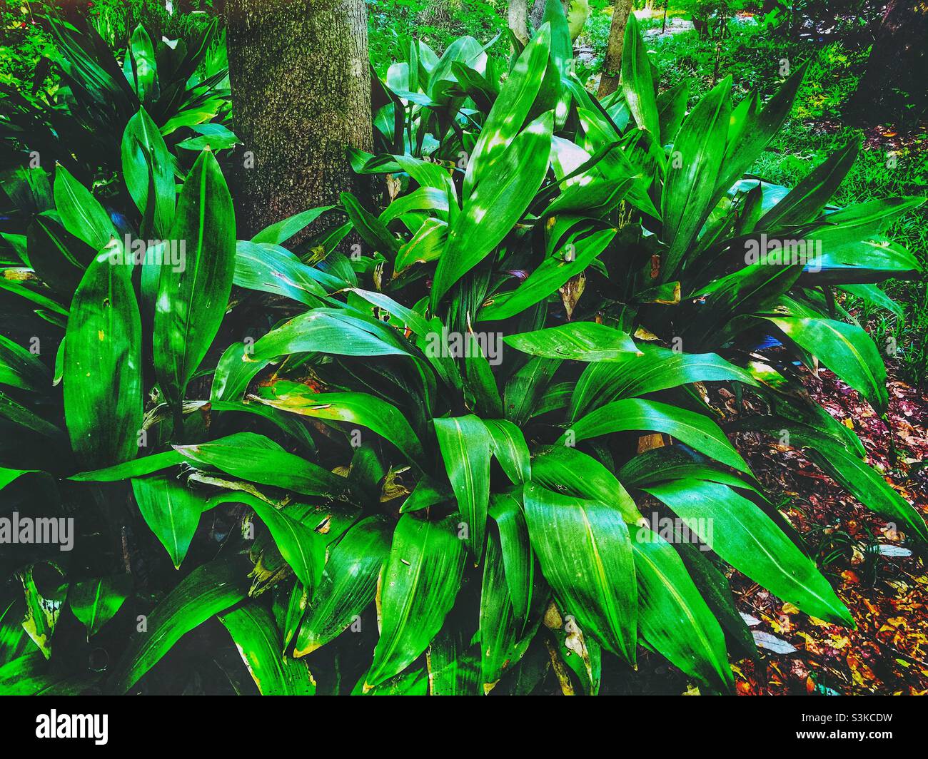 Shade cast by tree hi-res stock photography and images - Alamy