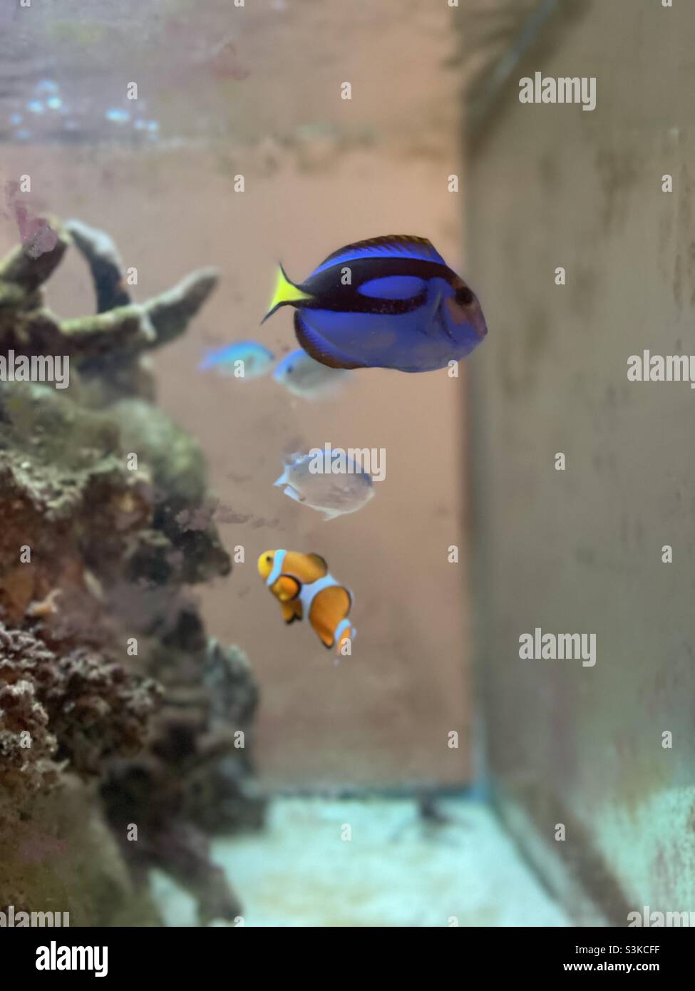 Dory finding nemo hi-res stock photography and images - Alamy