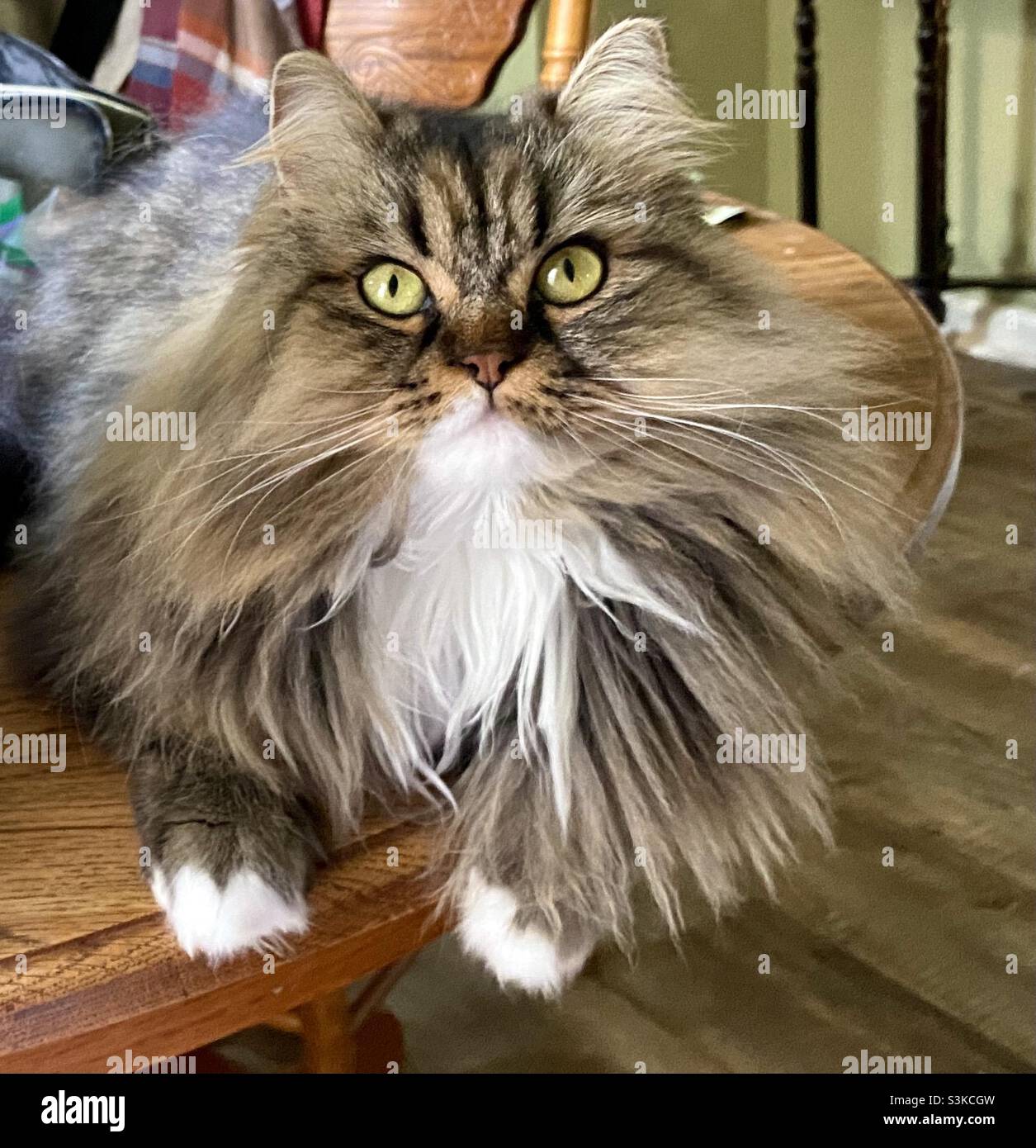 Ziggy boy hi-res stock photography and images - Alamy