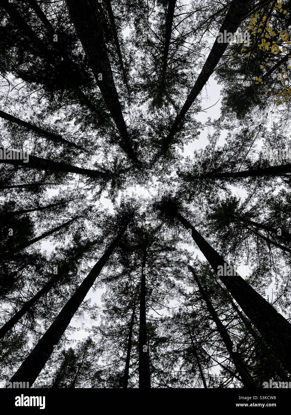 Tree canopies hi-res stock photography and images - Alamy