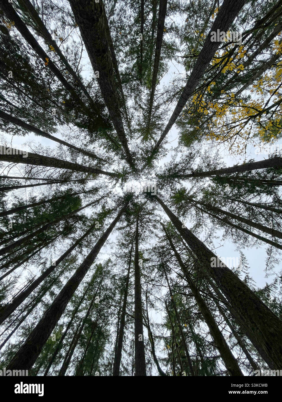 Tree canopies hi-res stock photography and images - Alamy