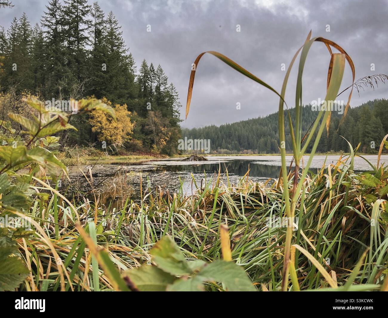 Beaver pond dam hi-res stock photography and images - Alamy