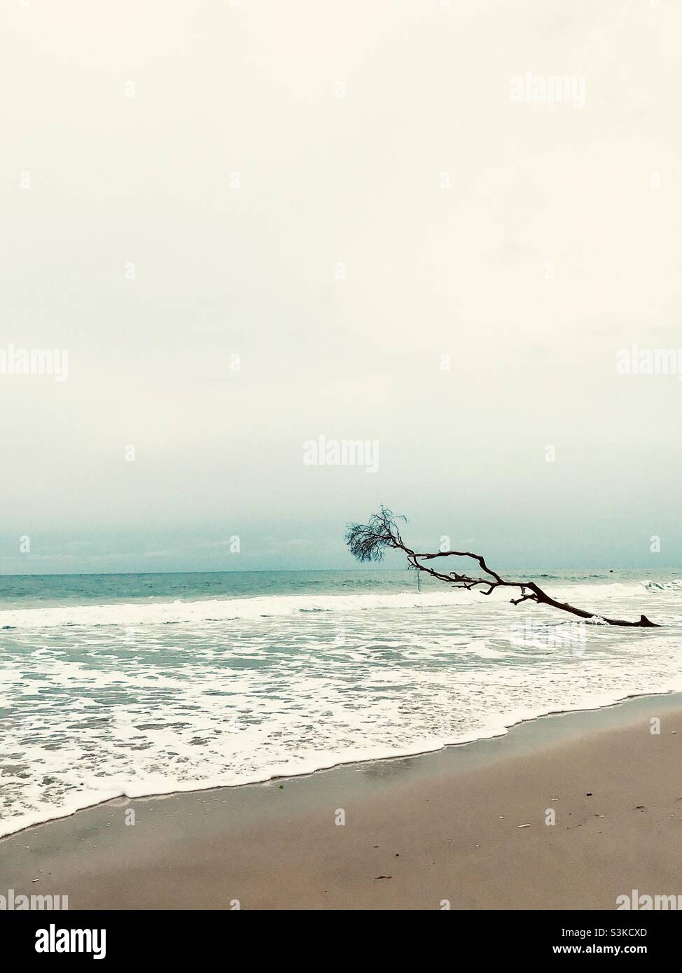 Beach with falling tree 02 hi-res stock photography and images - Alamy