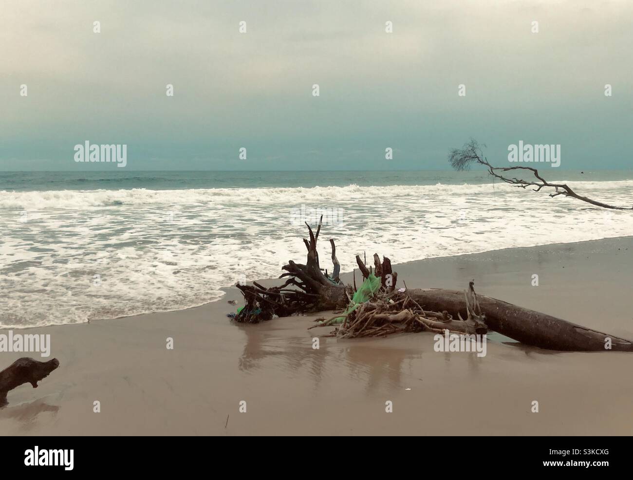 Falling trees hi-res stock photography and images - Alamy