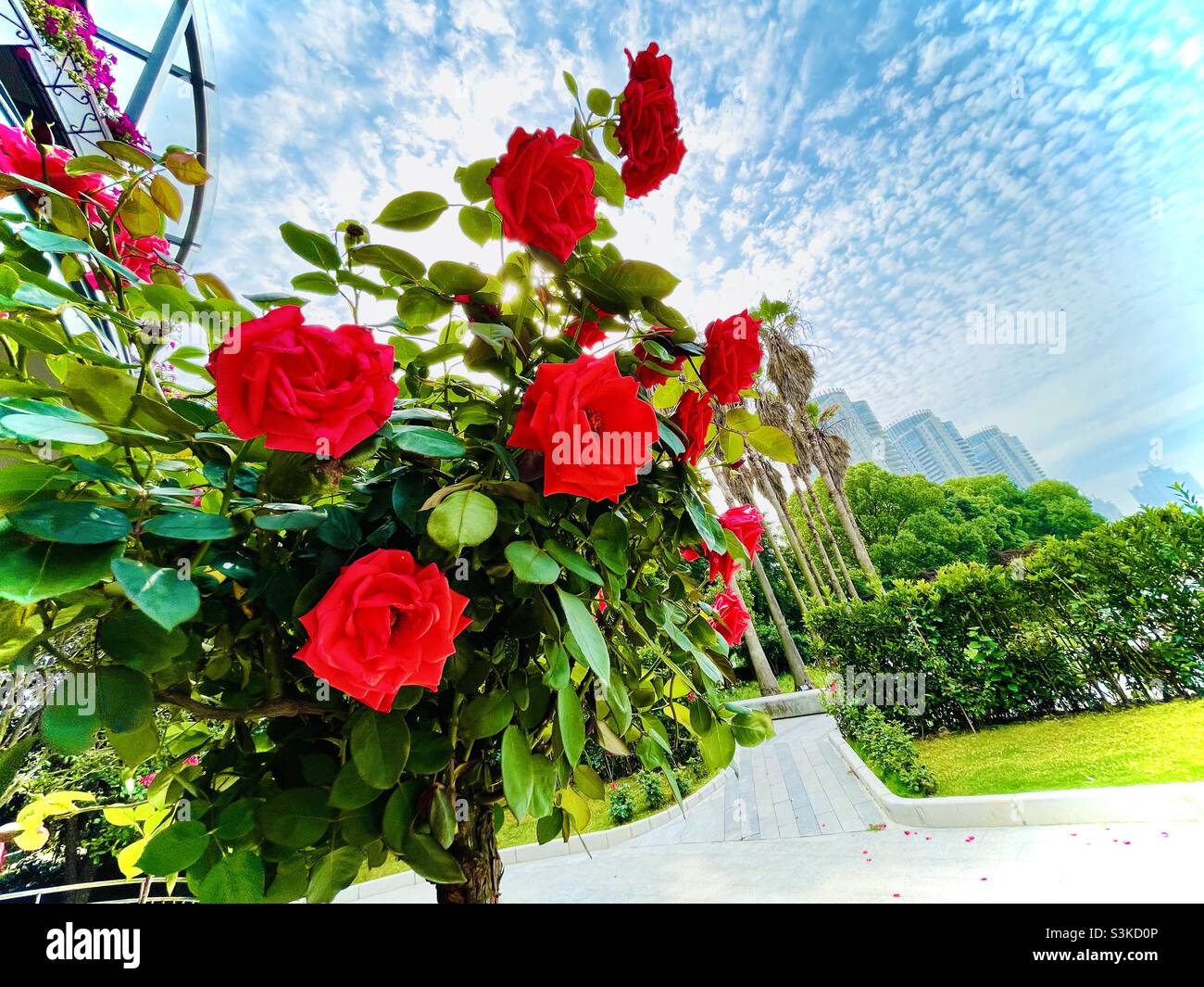 Radiant roses hi-res stock photography and images - Alamy