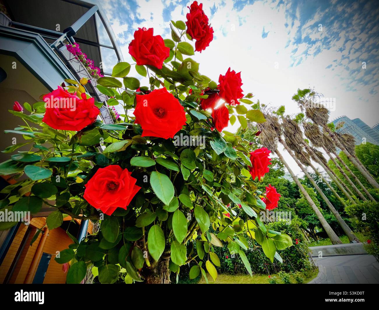 Radiant roses hi-res stock photography and images - Alamy