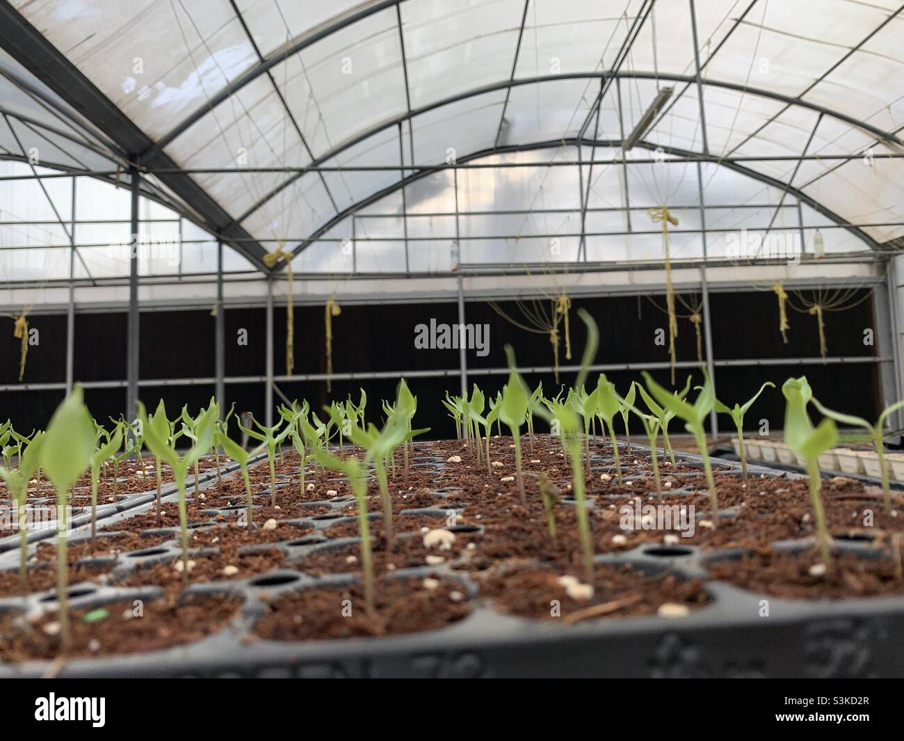 Small plants growing hi-res stock photography and images - Alamy