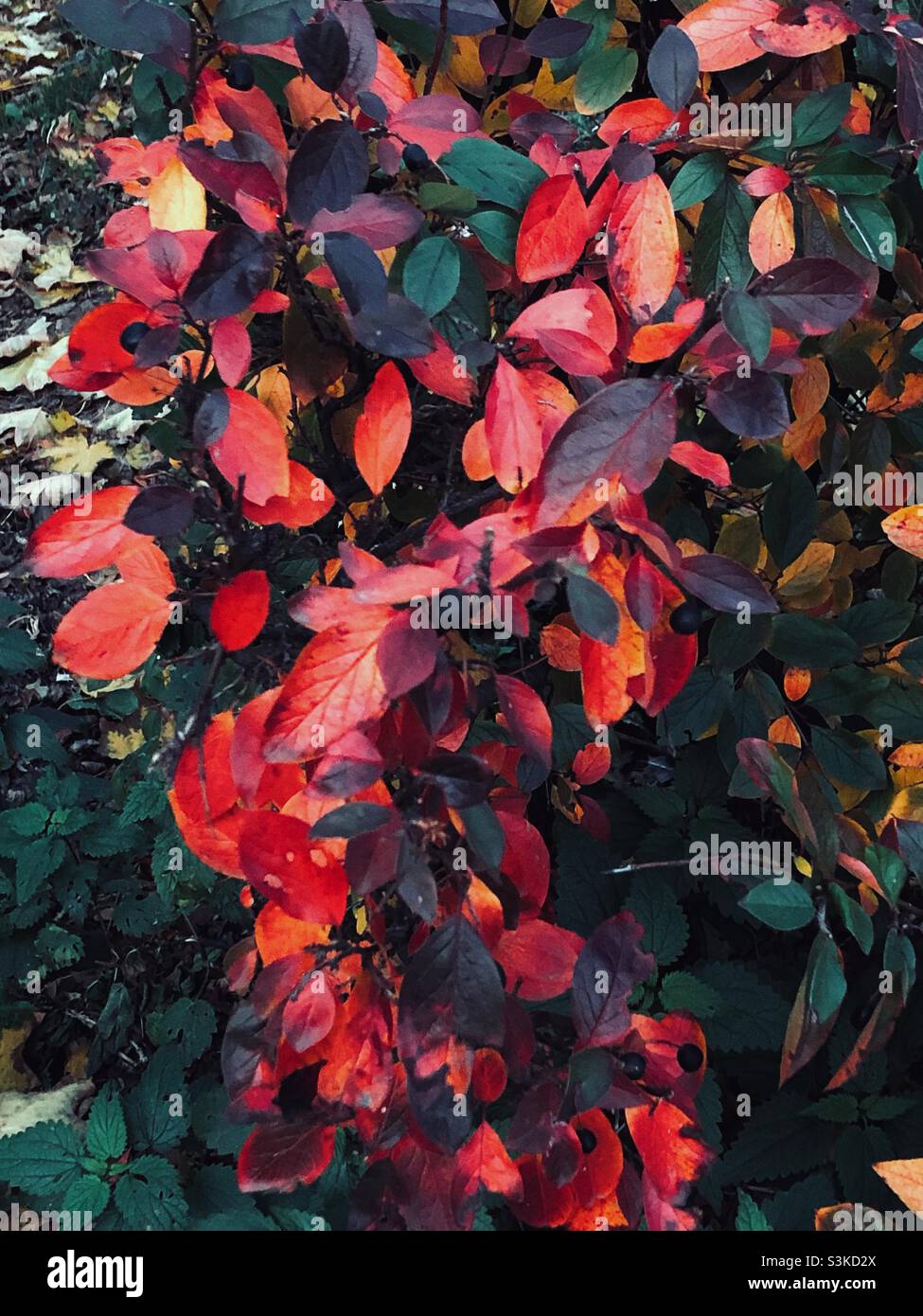 Colors of nature Stock Photo - Alamy