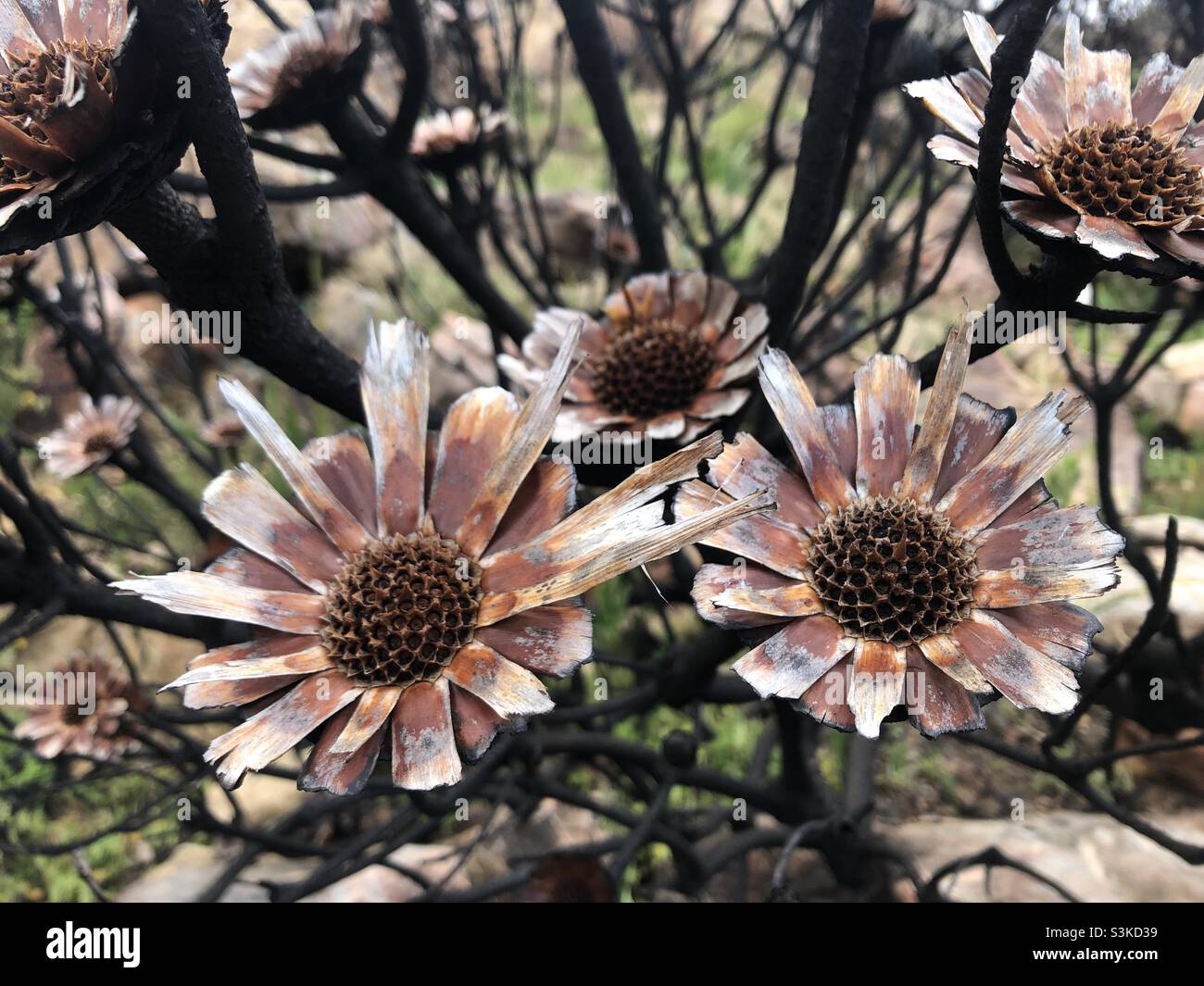 Fynbos protea hi-res stock photography and images - Alamy