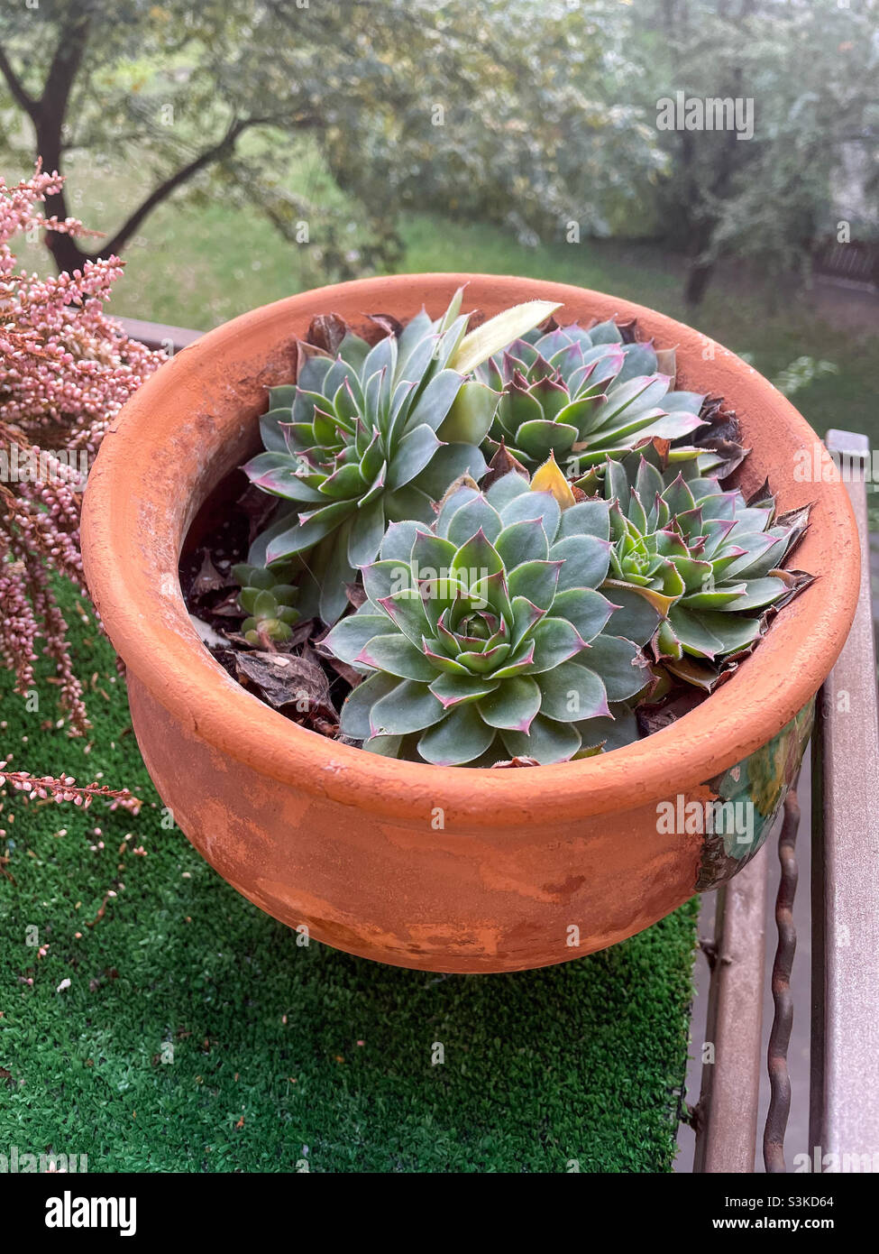 Small houseleek hi-res stock photography and images - Alamy