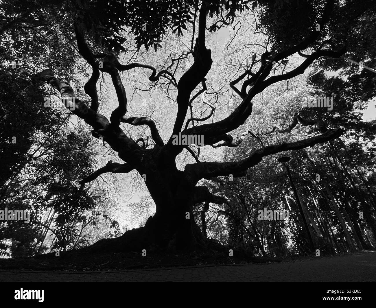 Dark tree canopy hi-res stock photography and images - Alamy