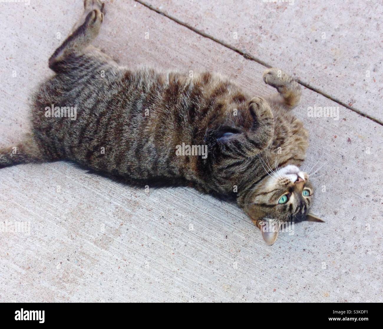 Pet exercises hi-res stock photography and images - Alamy