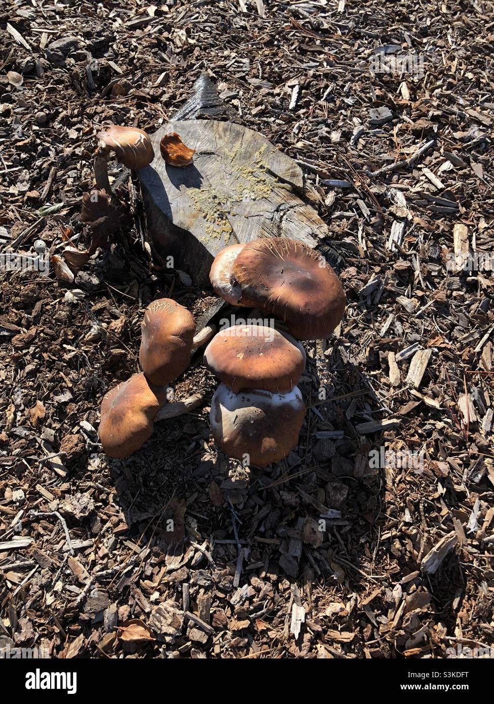 Rain mushrooms hi-res stock photography and images - Alamy