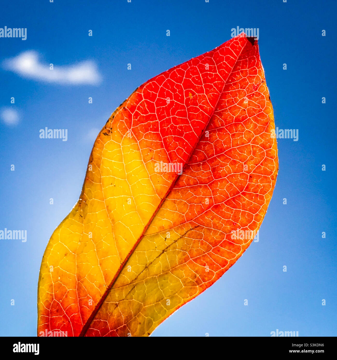 Blueberry variety hi-res stock photography and images - Alamy