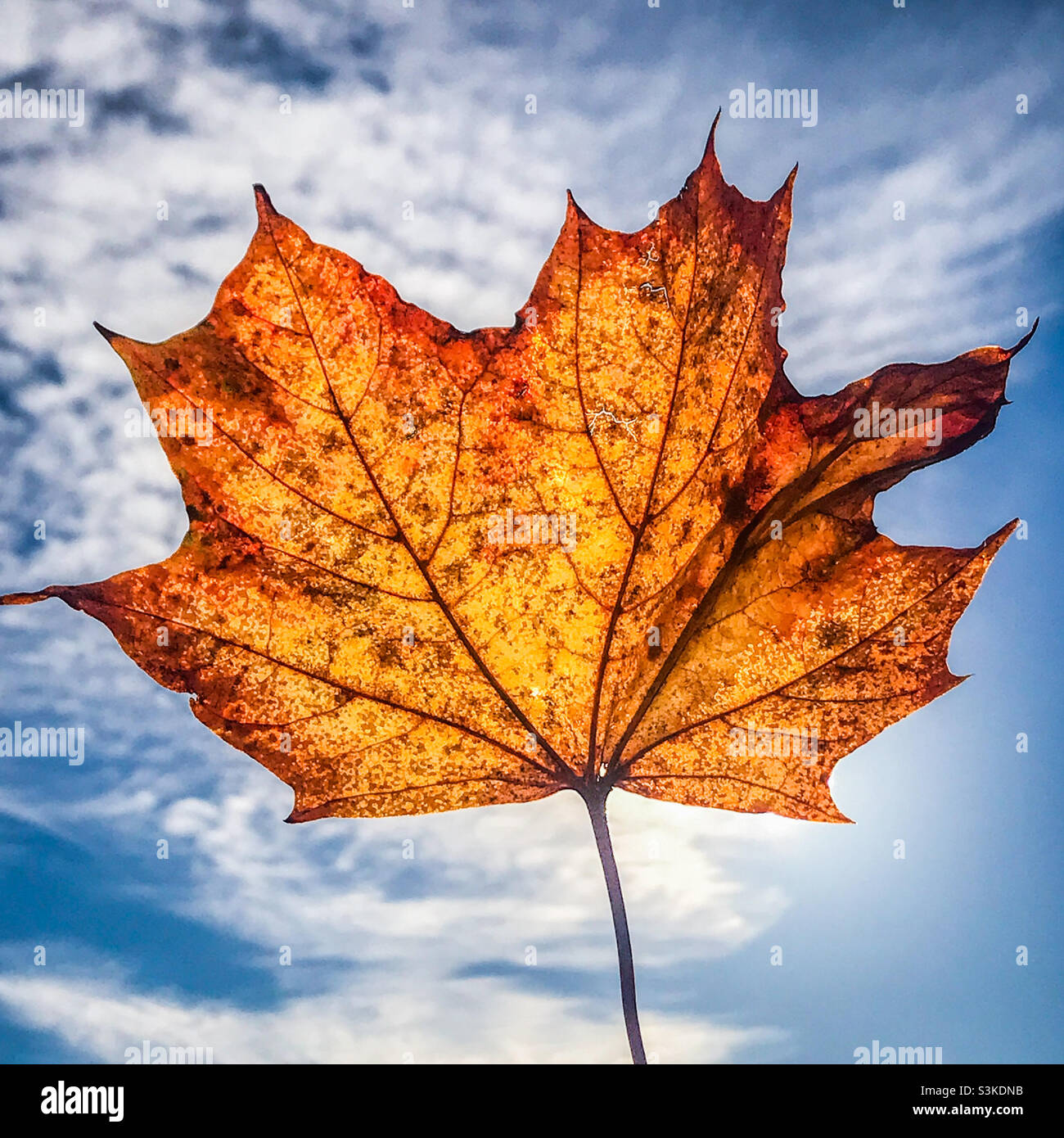 Maple maple tree tree scotland hi-res stock photography and images - Alamy