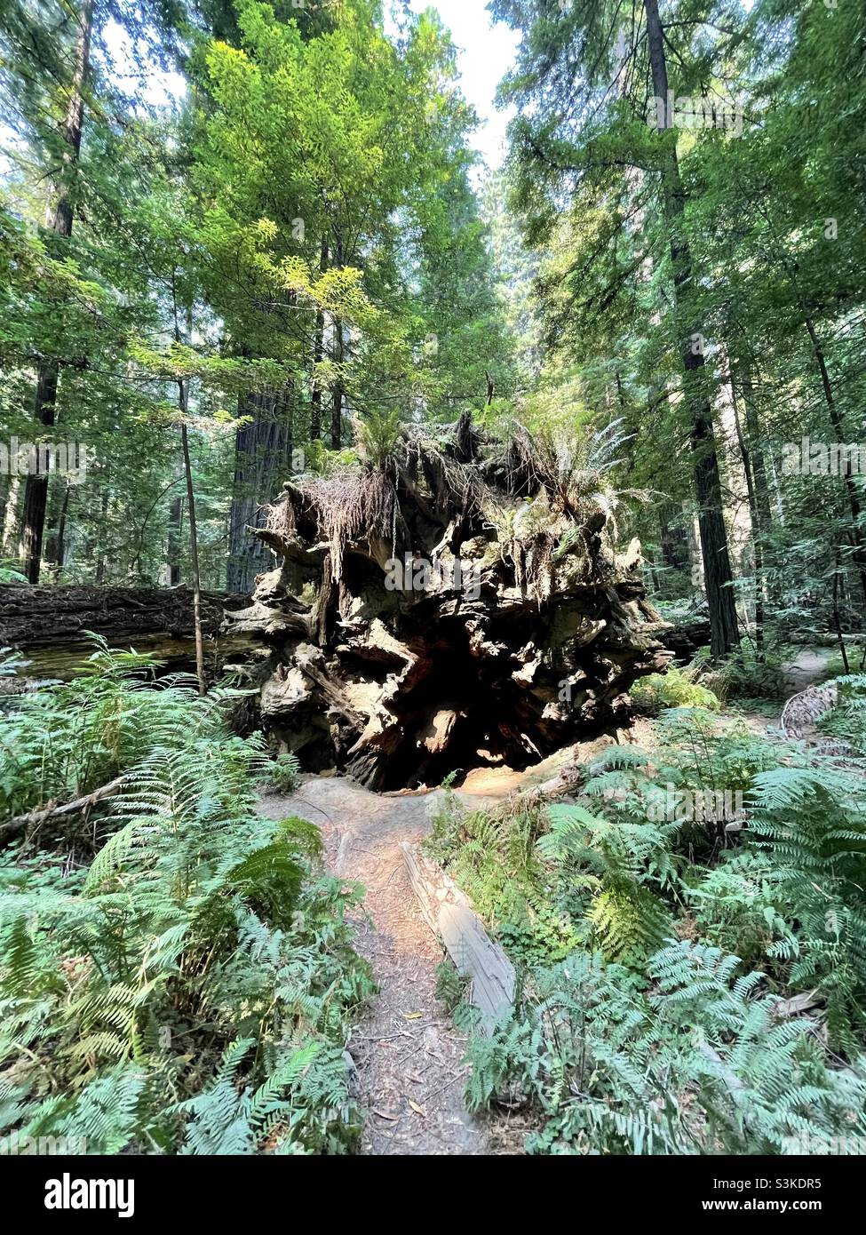 Redwood tree roots hi-res stock photography and images - Alamy