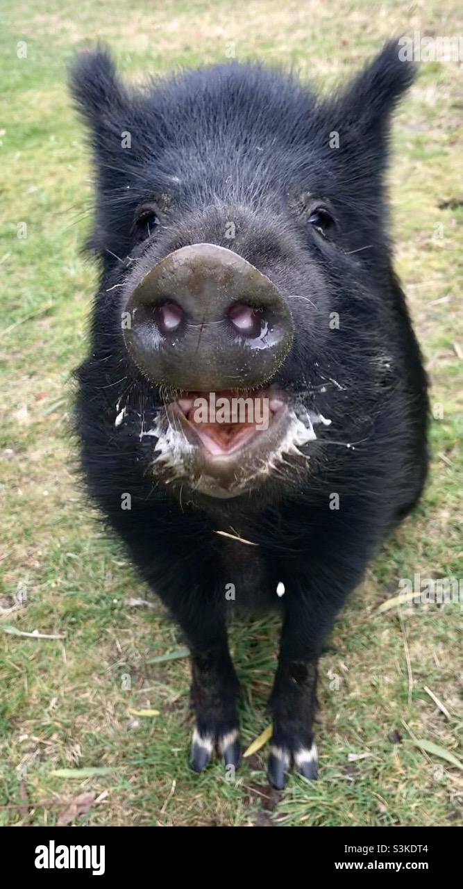 Pig cute hi-res stock photography and images - Alamy