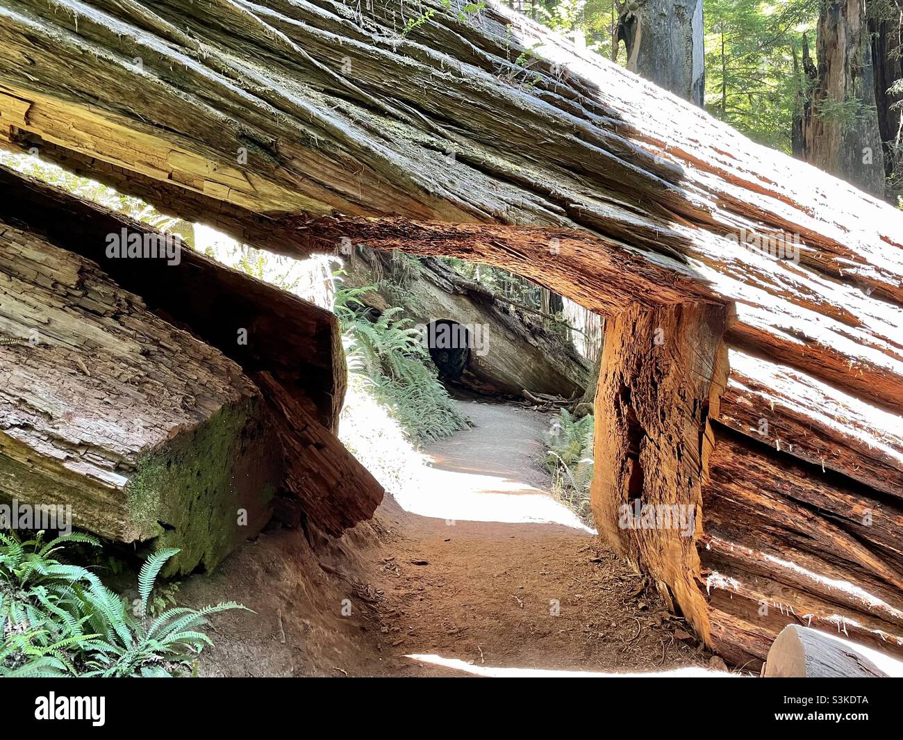 A walk-through tunnel cut into the side of a fallen redwood on a ...
