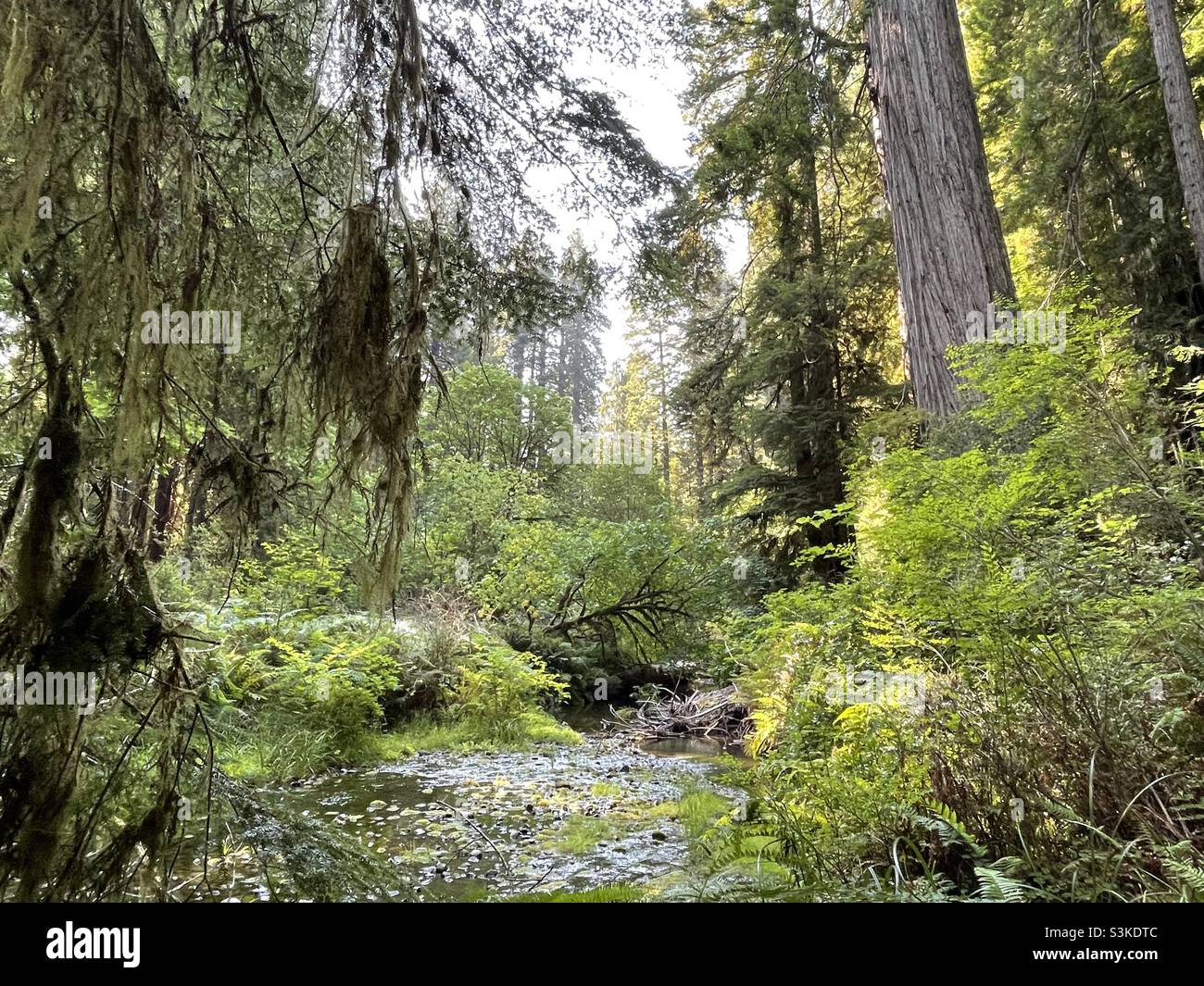 A stream running through a dense old growth redwood forest Stock Photo ...