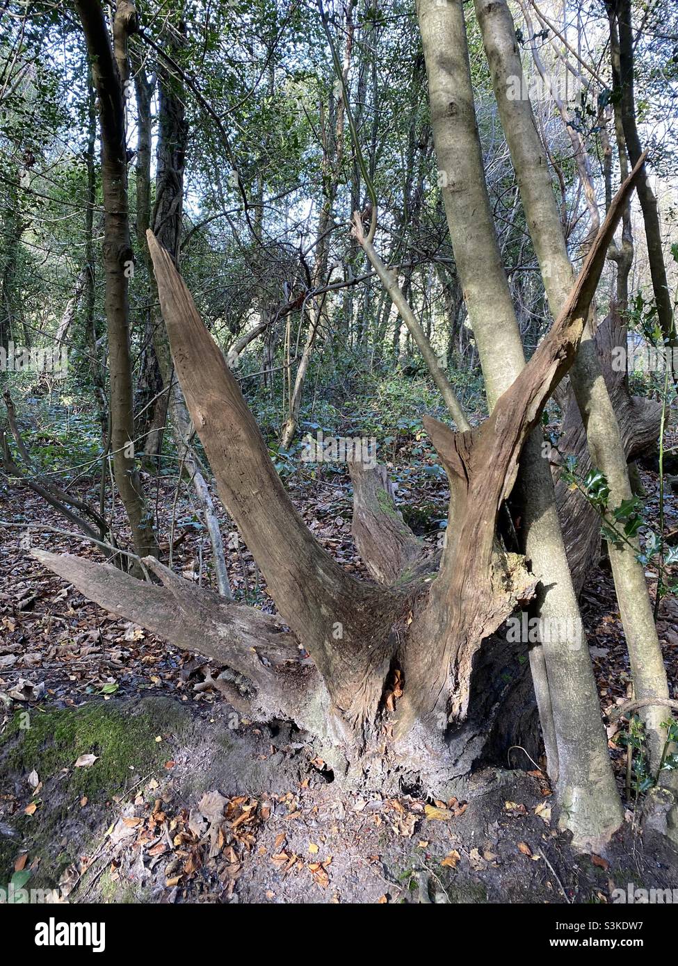 Upturned tree roots hi-res stock photography and images - Alamy