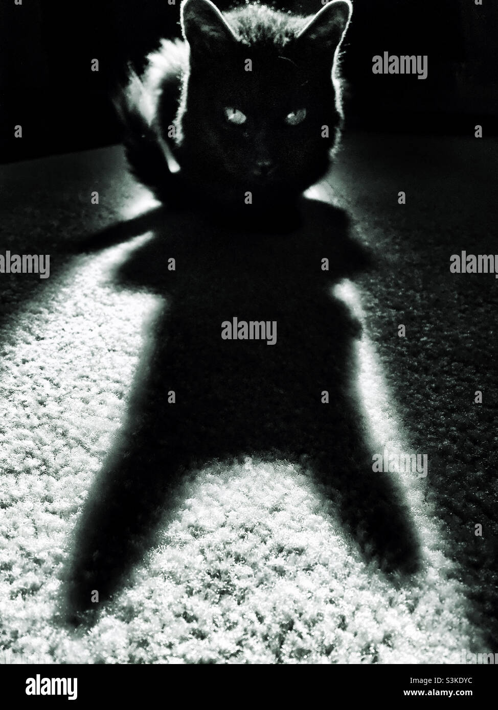 Black cat animal hi-res stock photography and images - Alamy