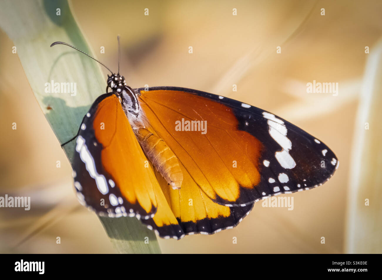 Butterfly standing on leaf hi-res stock photography and images - Alamy