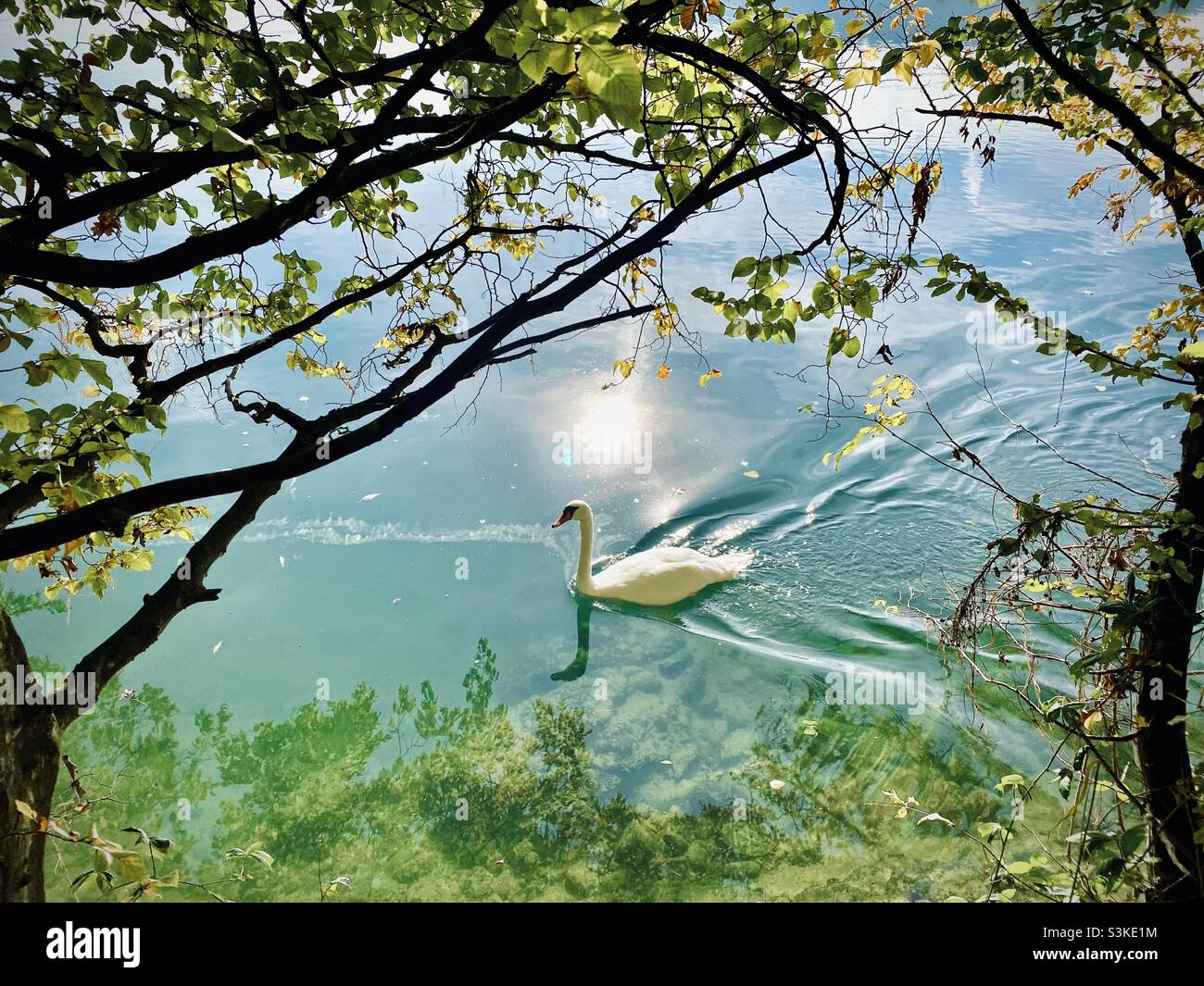 Lonely swan hi-res stock photography and images - Alamy