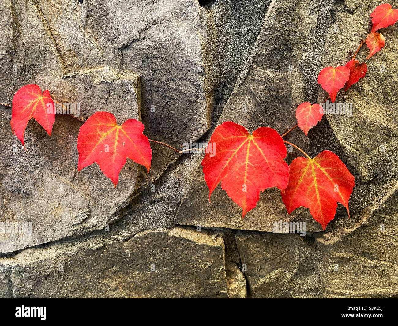 Ivy on a rock hi-res stock photography and images - Alamy
