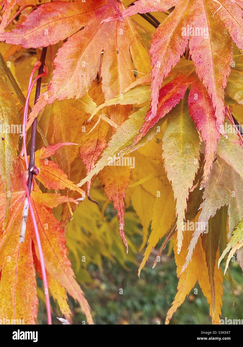 Orange acer tree leaves, Japanese maple, Westonbirt arboretum ...