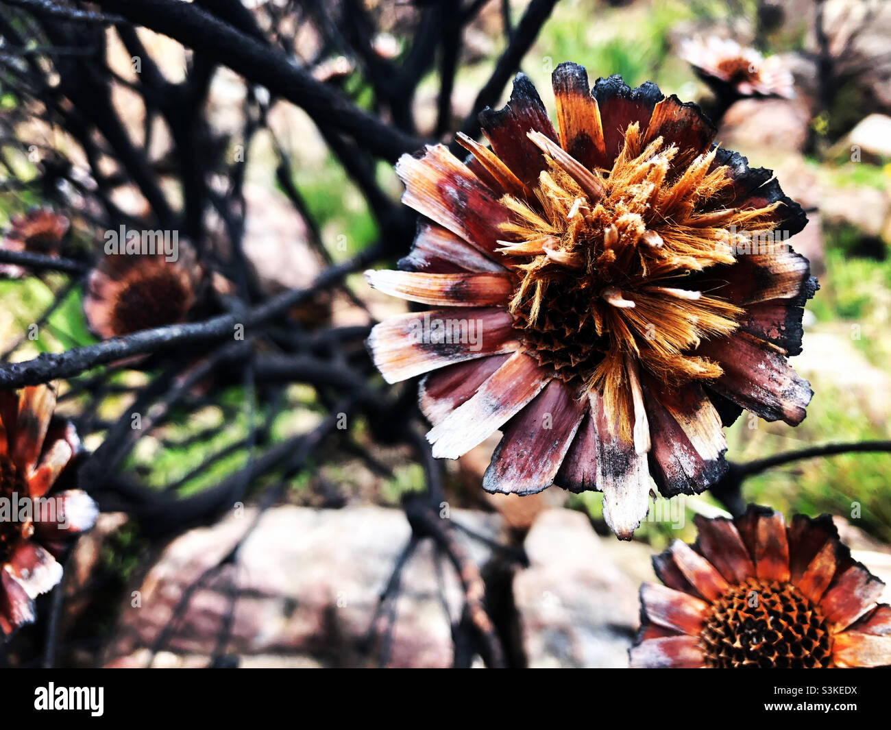 Fynbos after fire hi-res stock photography and images - Alamy