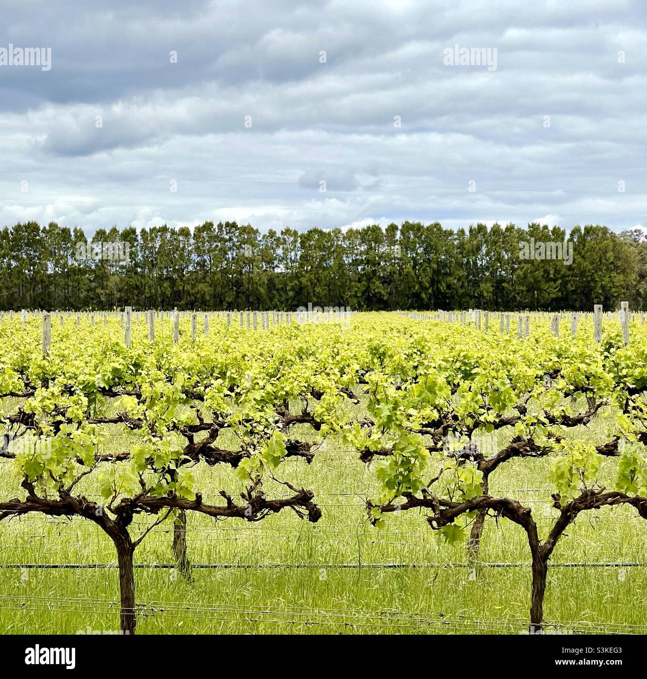 Australia winery hi-res stock photography and images - Alamy